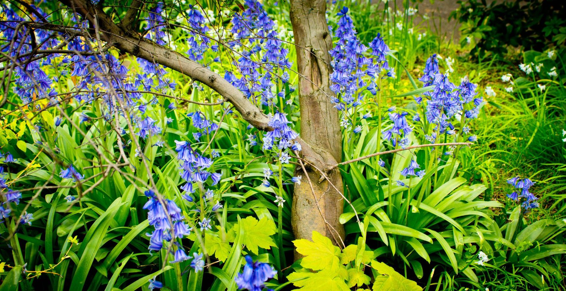 What to do with bluebells after flowering: expert top tips | Woman & Home