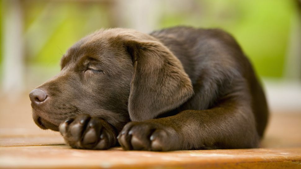 32 facts about puppies | PetsRadar