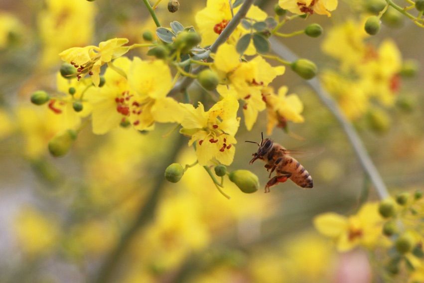Photos: Amazing Insects of the North American Deserts | Live Science