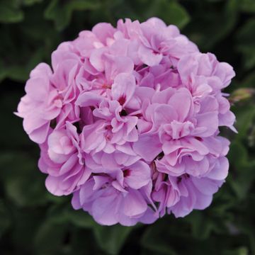 Aldi plants to buy – from Fuschias & Geraniums to hanging basket plants ...