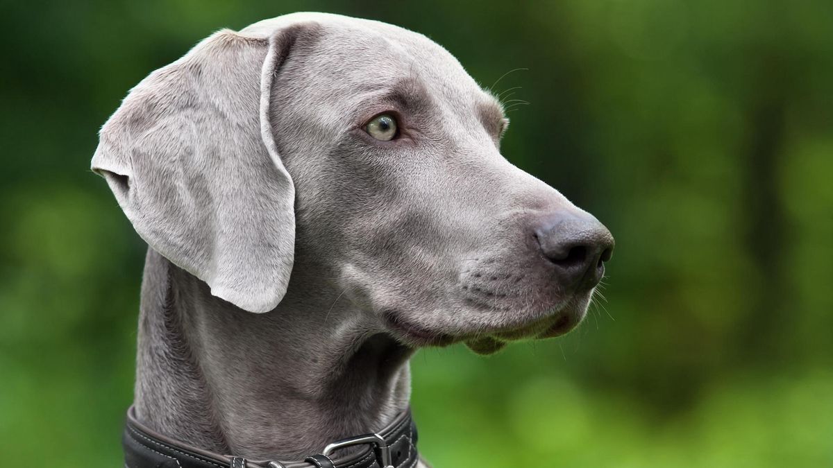 Shorthaired dog breeds of all shapes and sizes | PetsRadar