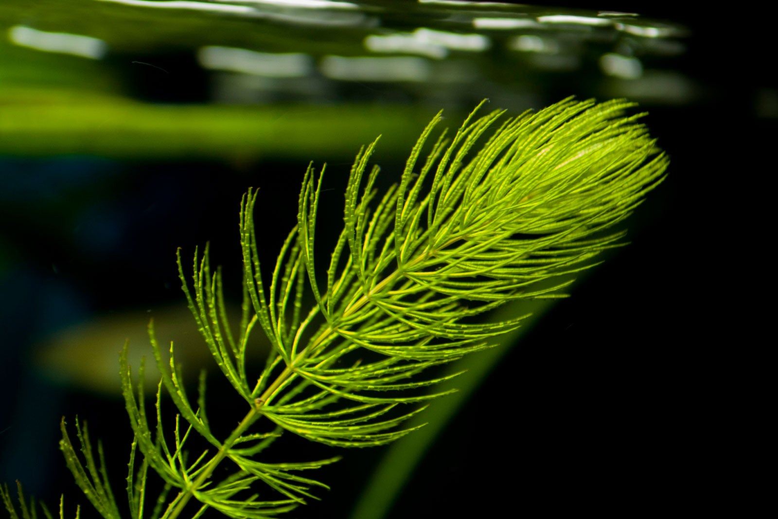 Growing Hornwort In Ponds – Hornwort Coontail Information And Care ...