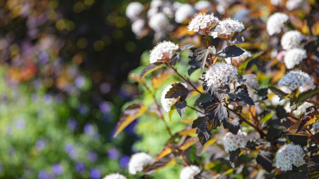 How to grow ninebark - expert tips for healthy shrubs | Homes and Gardens