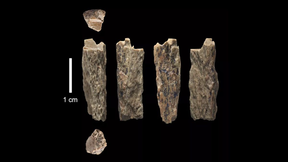 Who were the Denisovans? | Live Science