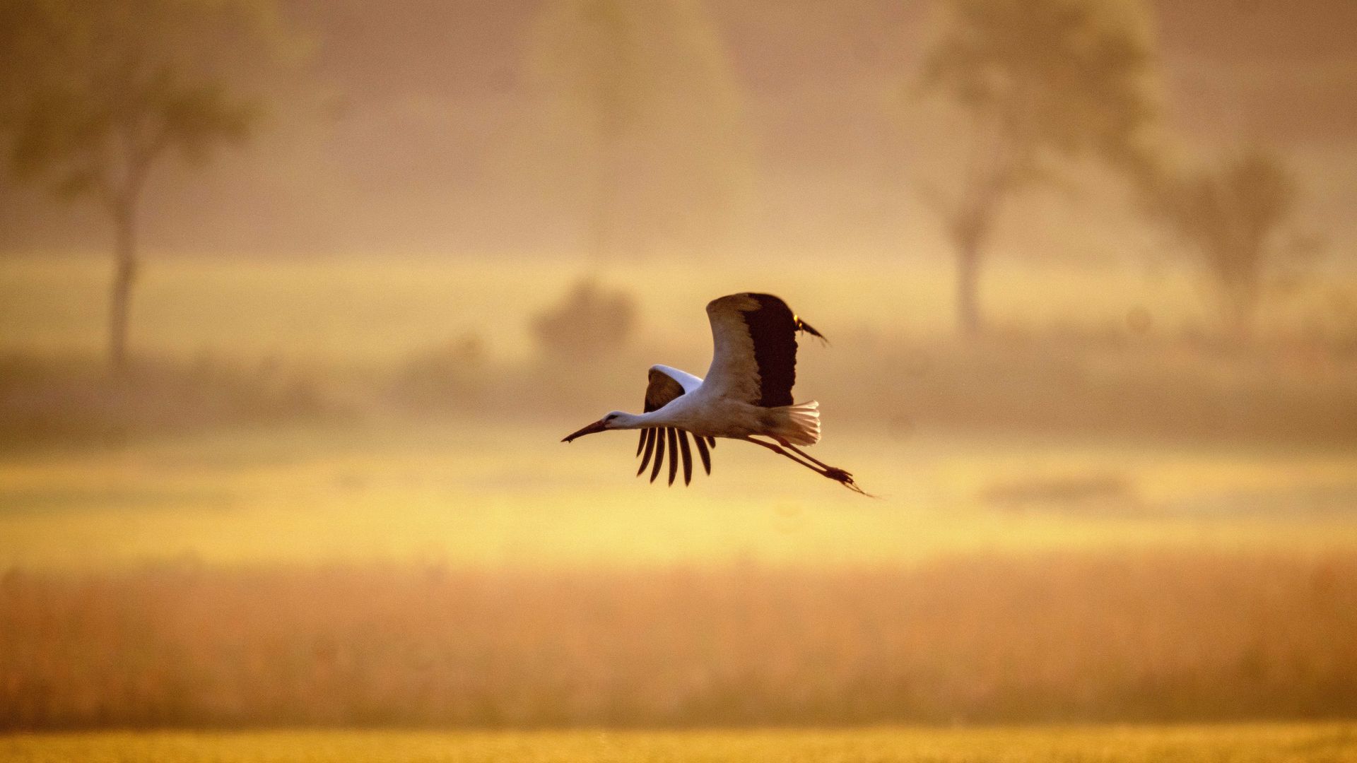 Best photos: A stork mid-flight and more | The Week