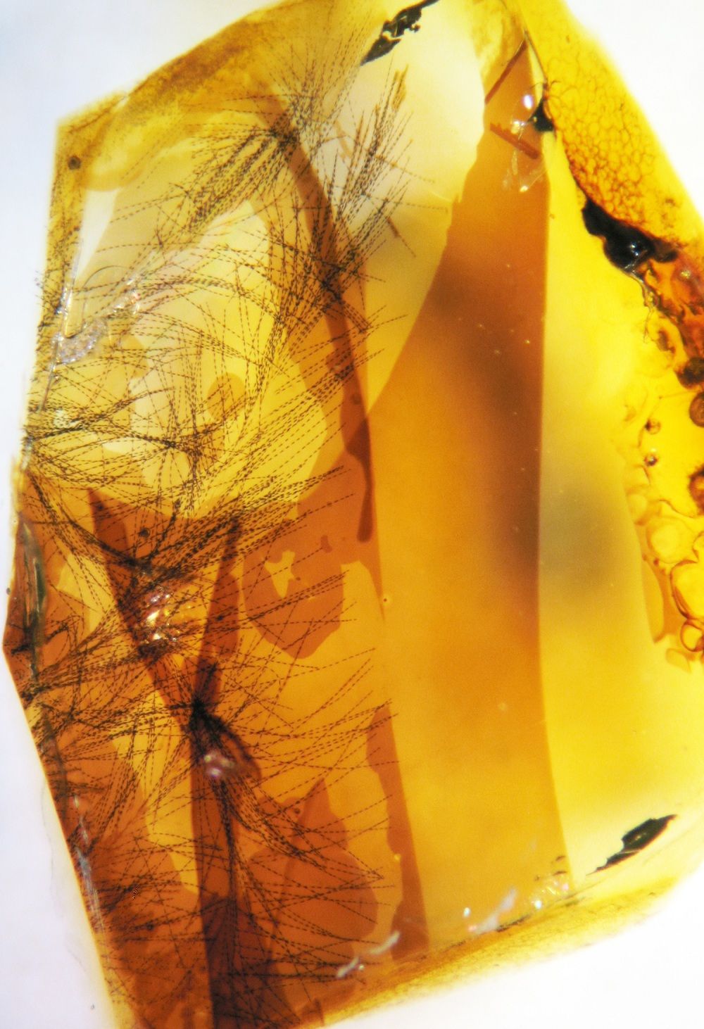 Ancient Feathered Friends: Images of Feathers in Amber | Live Science