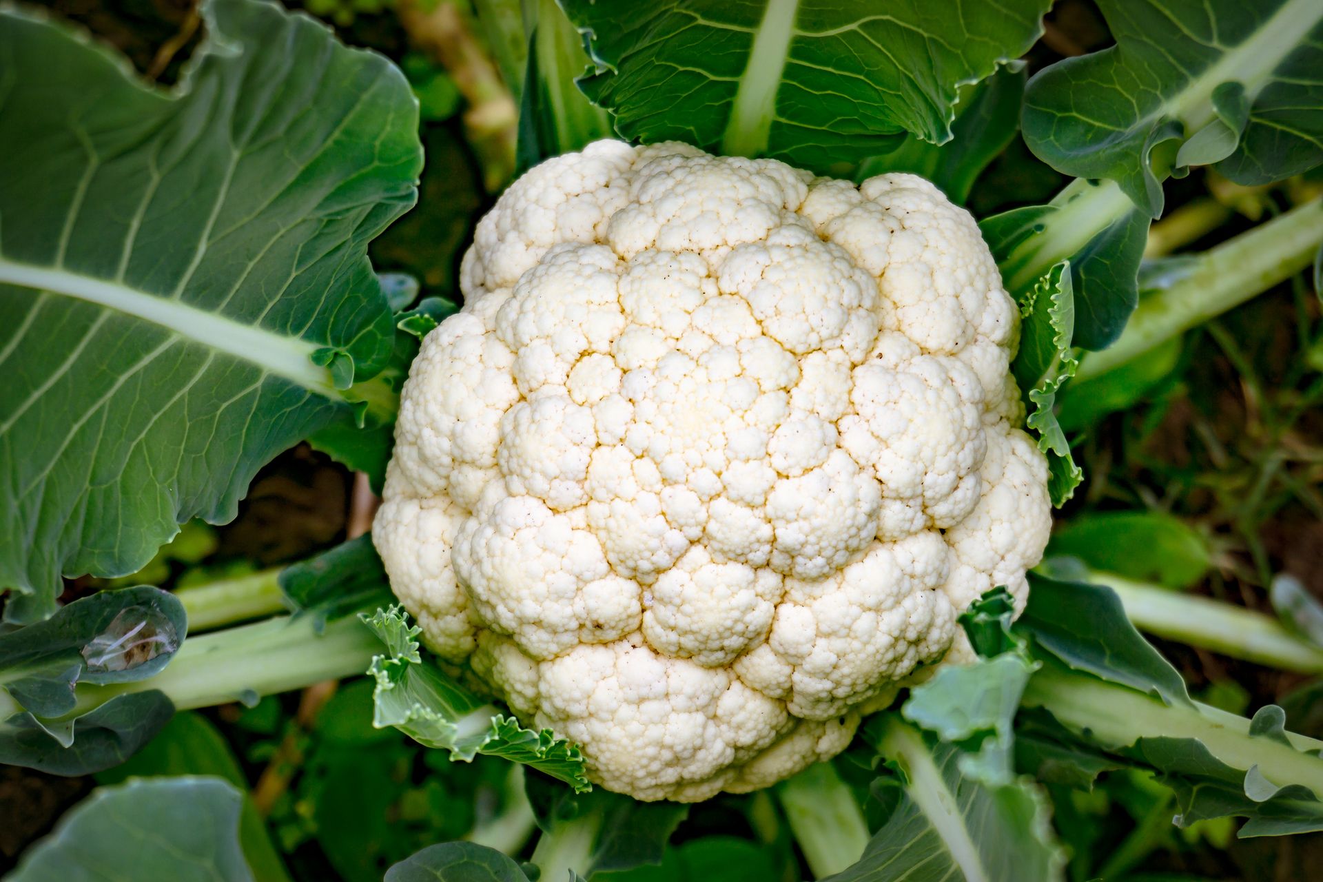 How to grow cauliflowers | Gardeningetc