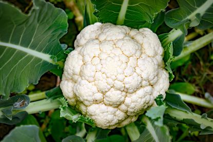 How to grow cauliflowers | Gardeningetc