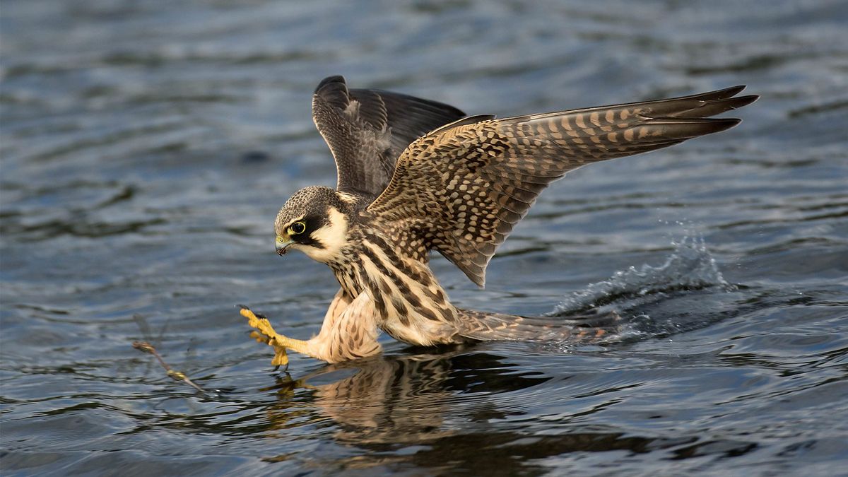 How to watch Wild Isles: Attenborough's look at UK wildlife | Live Science