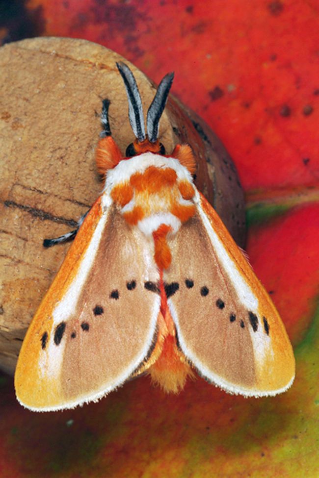 Meet the Colorful Nocturnal Moths of 'Mariposas Nocturnas' (Photos ...