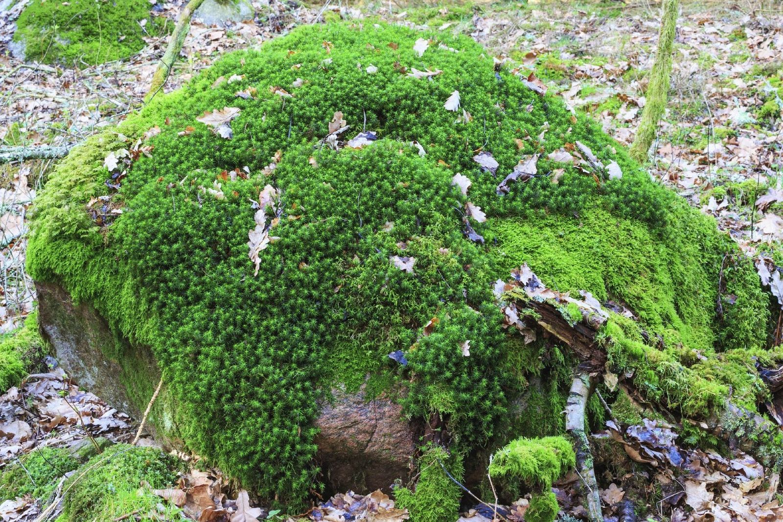 Different Types Of Moss - Learn About Moss Varieties For The Garden ...