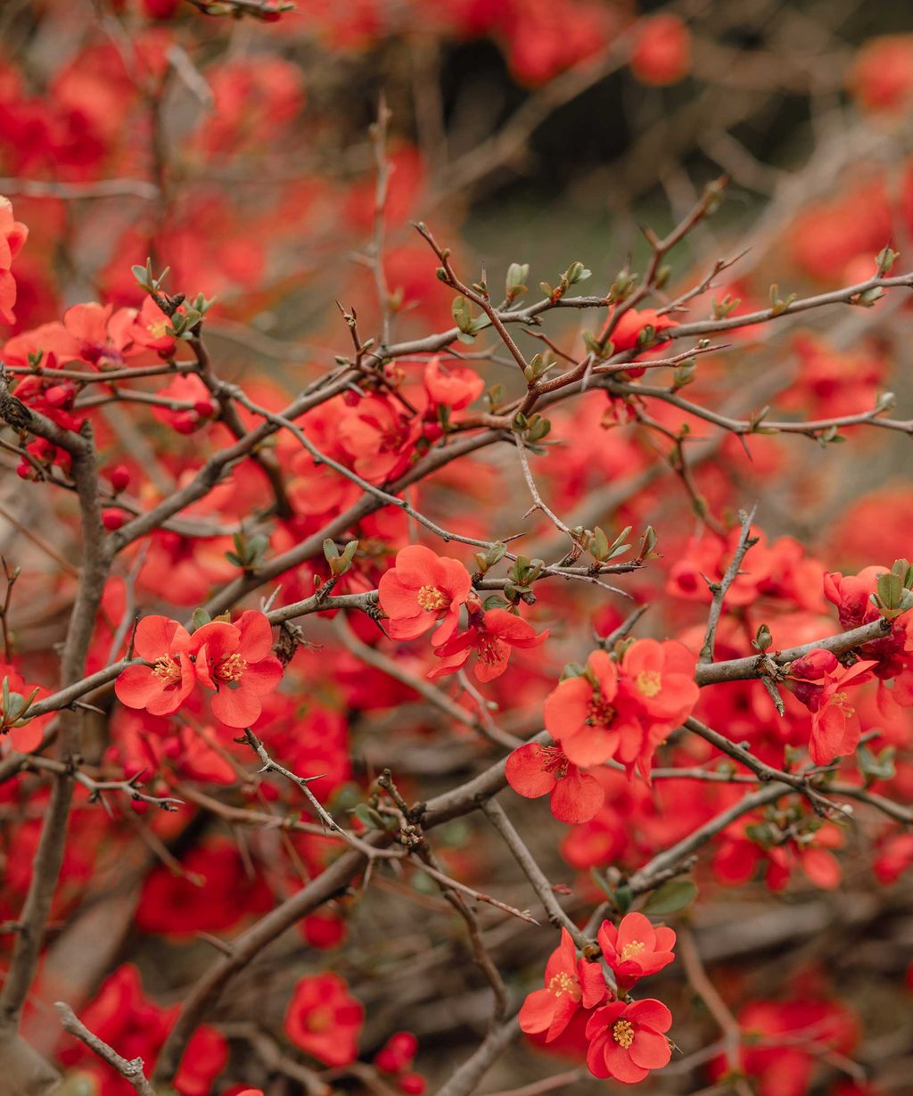 How and when to prune flowering quince for the best displays | Homes ...