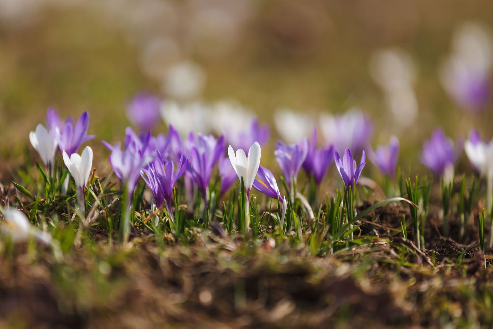 What to do with crocuses after flowering: an expert guide | Woman & Home