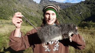 It turns out the gigantic rats you have to kill in so many RPG quests ...