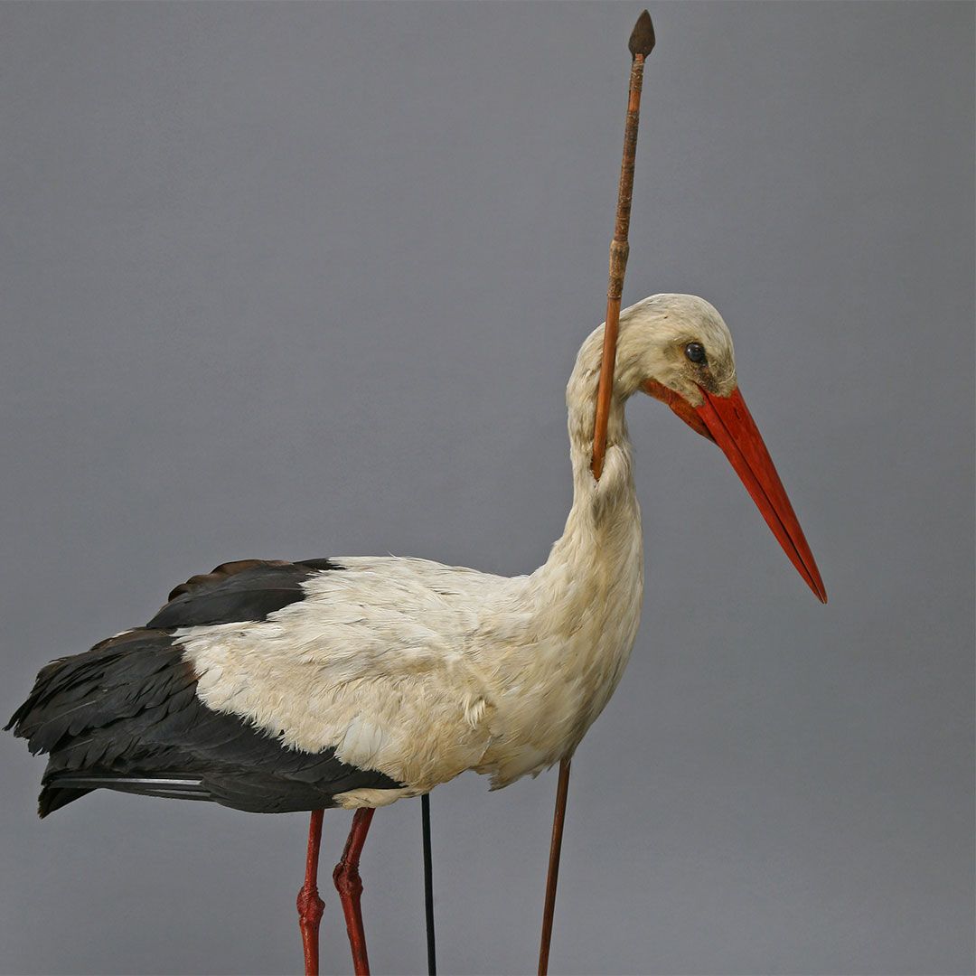 Curious Questions: How did a stork with a spear through its neck solve ...