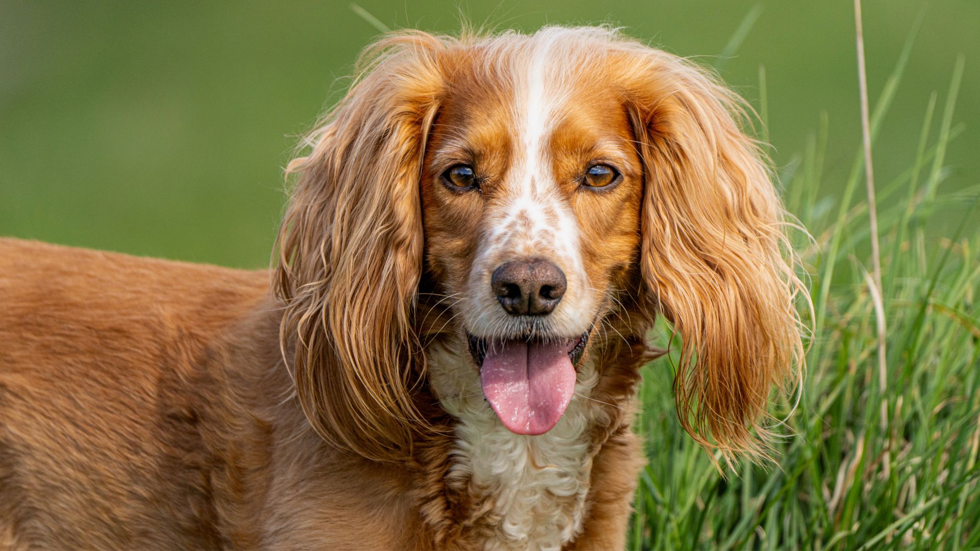 Cocker Spaniel: Breed profile and information | PetsRadar