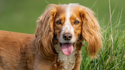Cocker Spaniel: Breed profile and information | PetsRadar