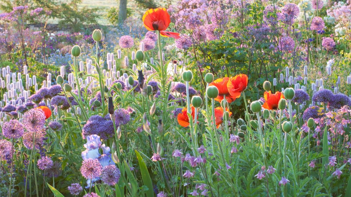 Best flowers to sow in the fall: 16 beautiful blooms | Homes and Gardens