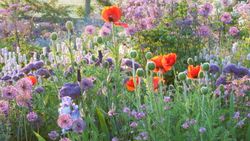 US Hardiness Zones 10+ – everything you need to know | Homes and Gardens