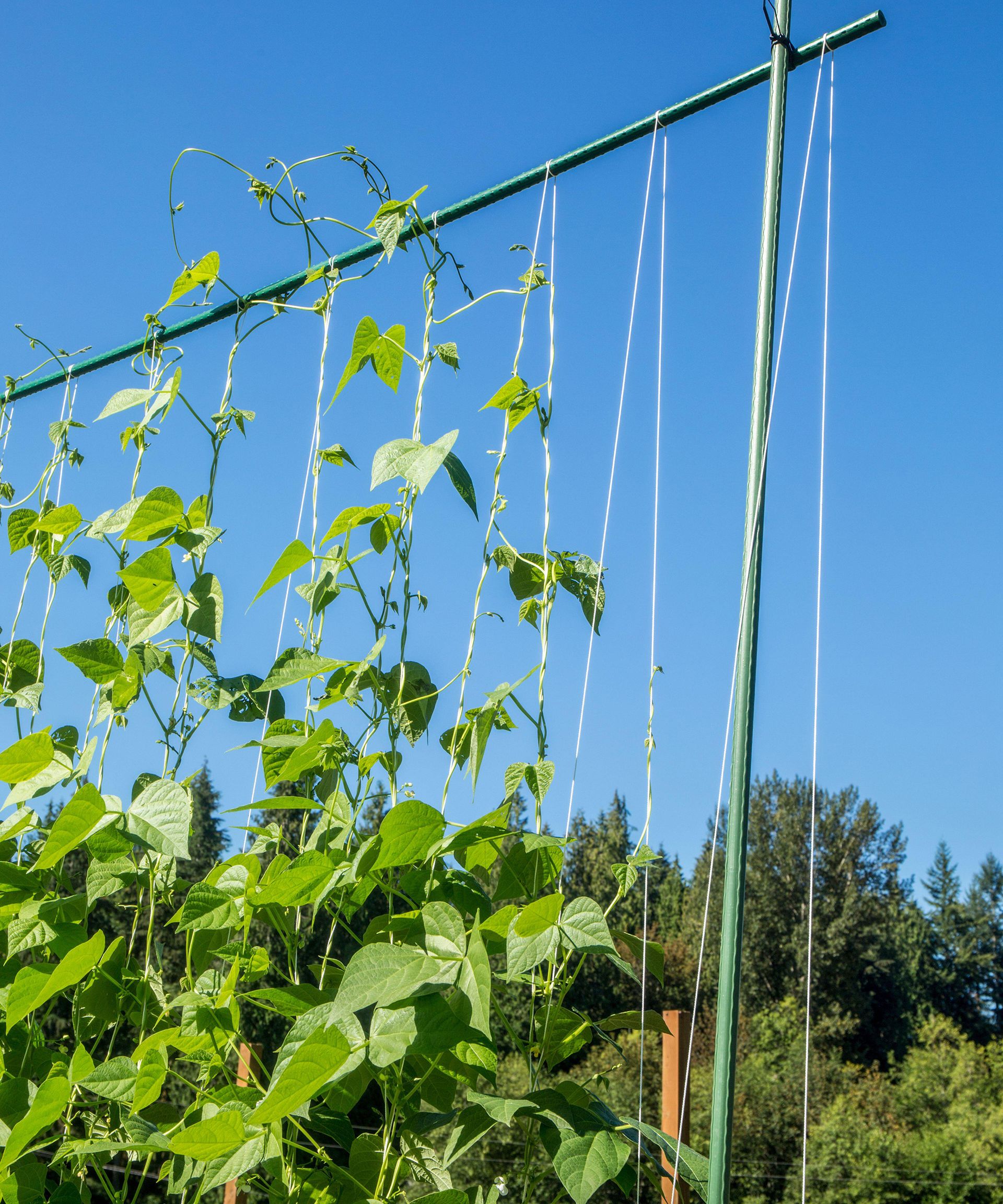 14 Vegetable Trellis Ideas To Maximize Your Garden Harvest | Gardening ...