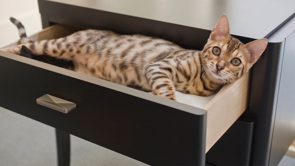 32 types of large breed cats | PetsRadar