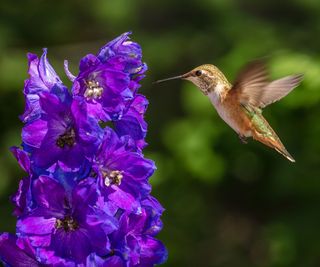 Grow These 10 Full Sun Hummingbird Plants For Happy Hummers | Gardening ...