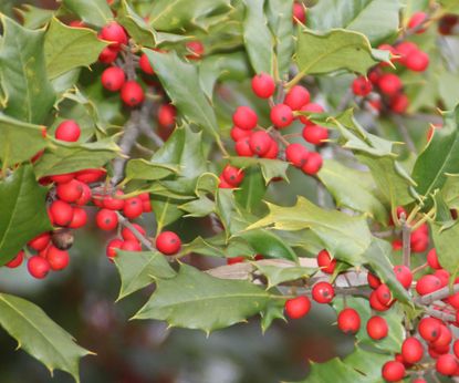 How to grow holly - expert tips for healthy trees or shrubs | Homes and ...