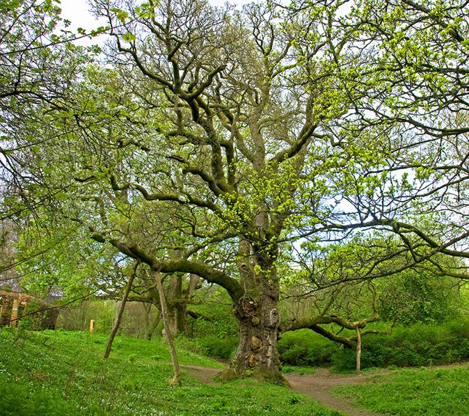 One of the world's most famous trees has fallen down - but here's six ...