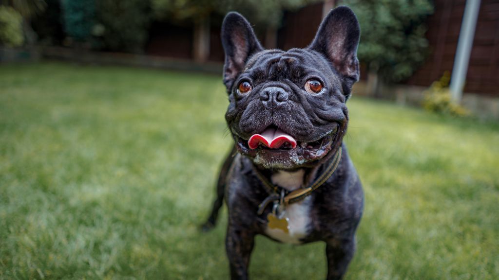 20 wrinkly dog breeds from little pugs to giant mastiffs | PetsRadar