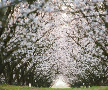 How to grow an almond tree: for beautiful blossom every year | Homes ...