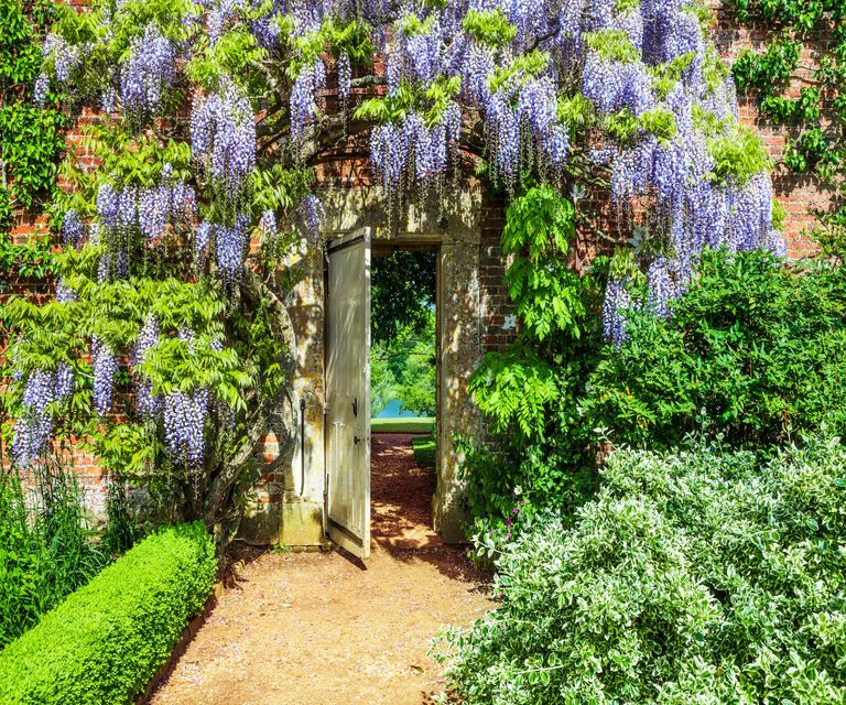 How to train and tie in wisteria shoots - like a pro | Homes and Gardens