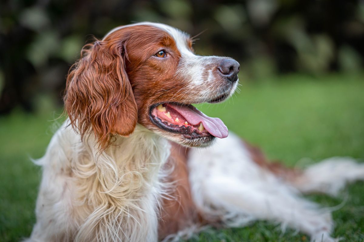 15 cute dog pictures to brighten your day | Digital Camera World