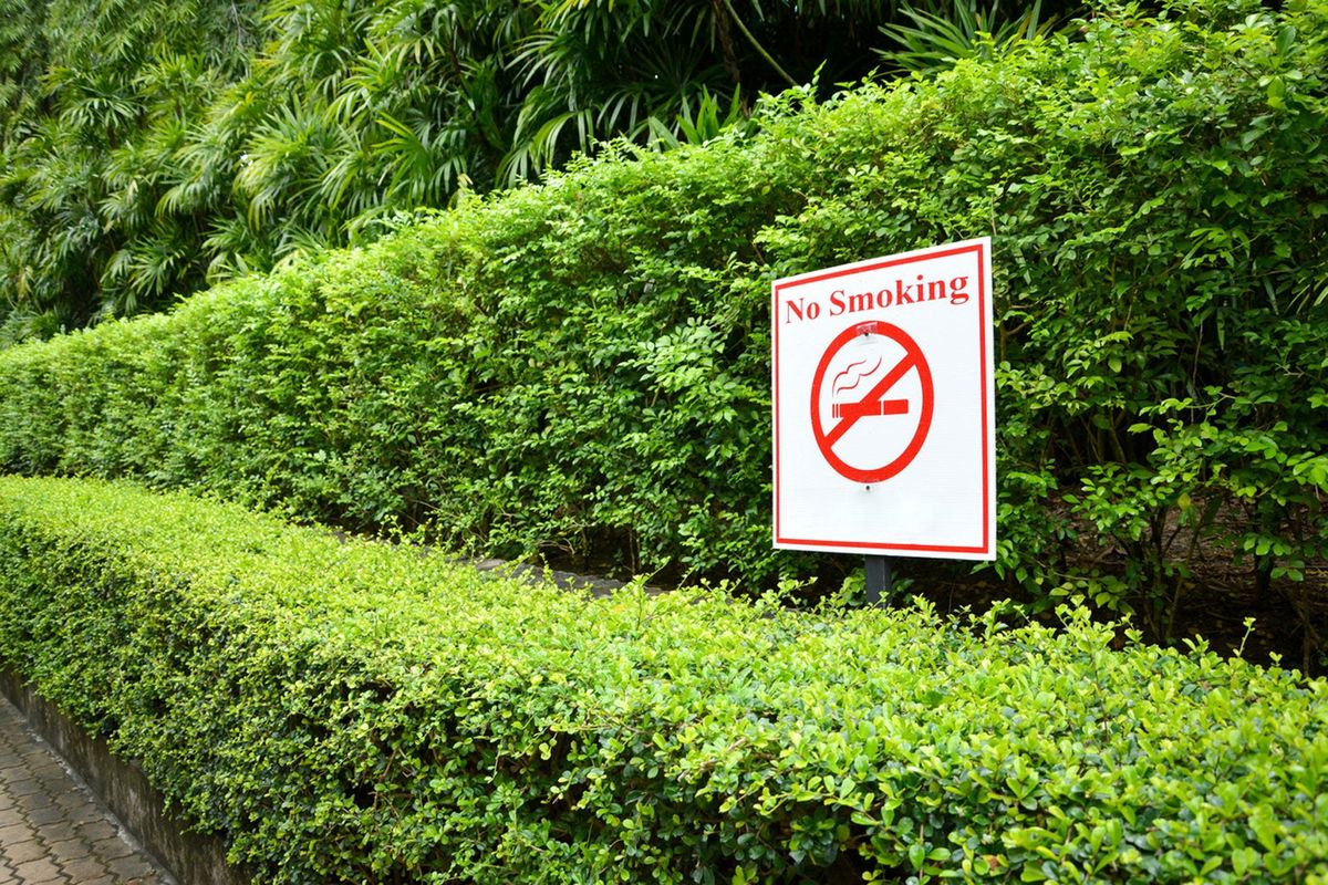 Plants And Cigarettes: Can Plants Be Affected By Secondhand Smoke ...