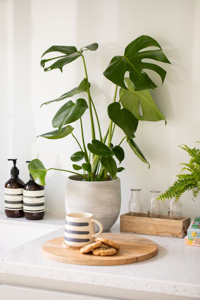 Monstera plant care – how to keep a Swiss cheese plant happy | Livingetc
