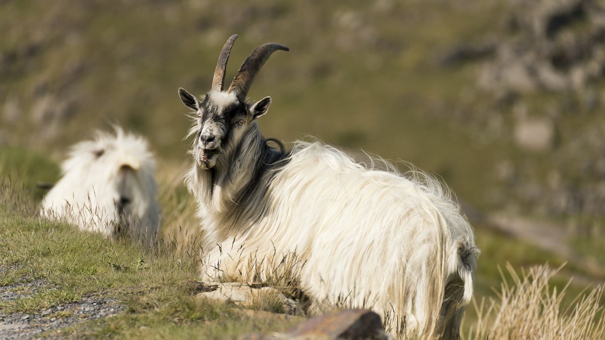 discover Snowdonia | Advnture