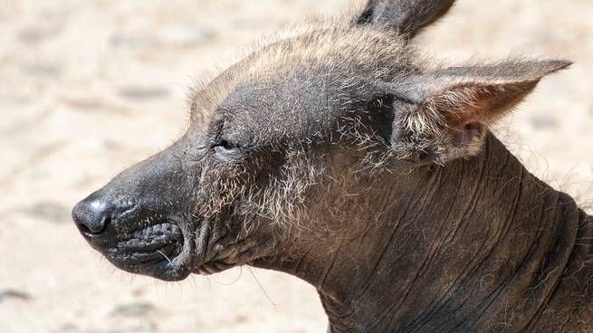 Five most unusual dog breeds | PetsRadar