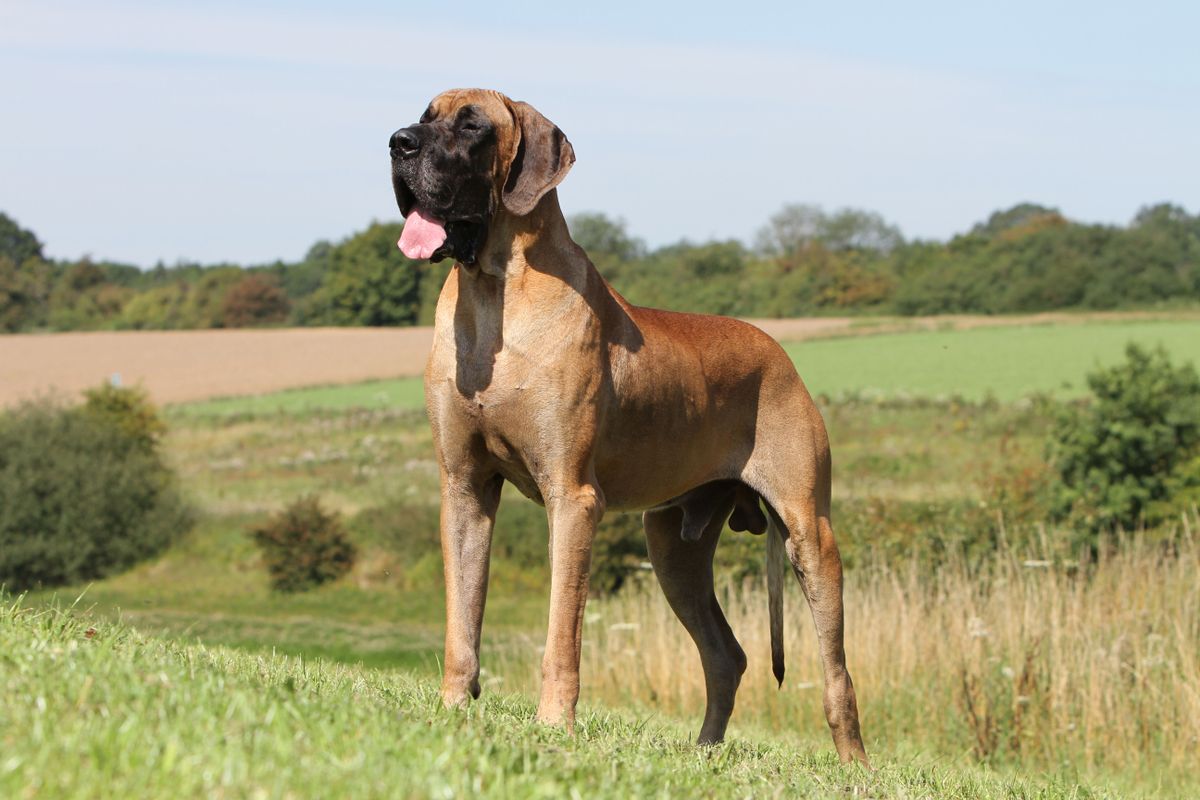 9 strongest dog breeds in the world | PetsRadar