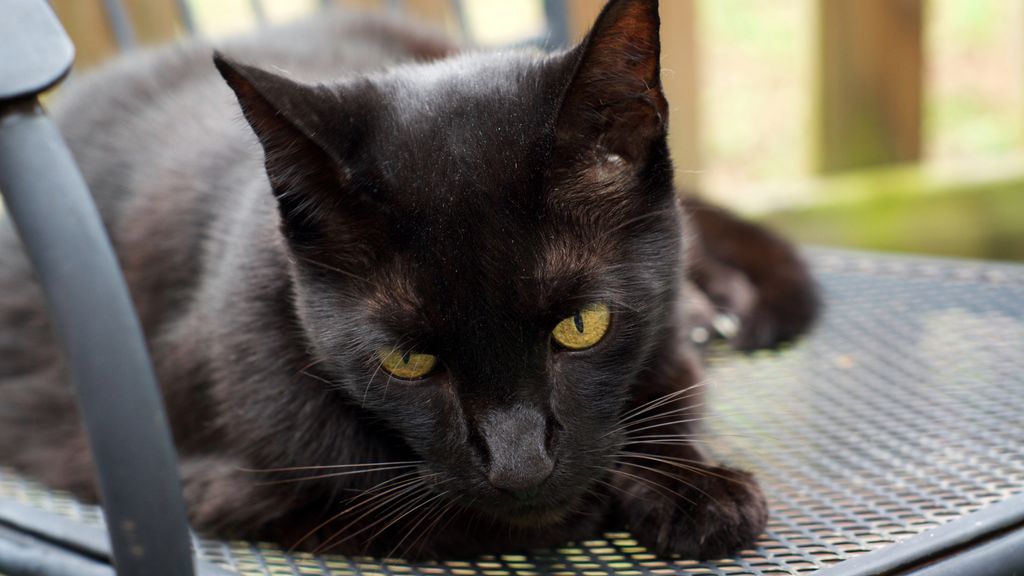 32 types of rare cat breeds | PetsRadar