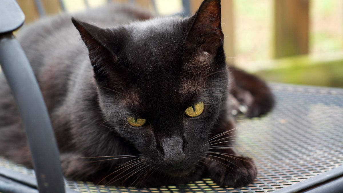 32 types of rare cat breeds | PetsRadar