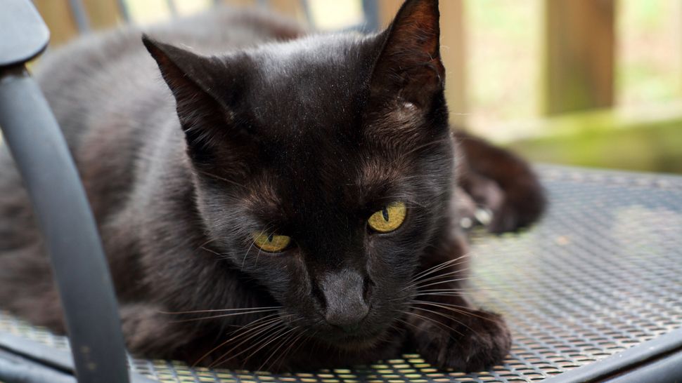 32 types of rare cat breeds | PetsRadar