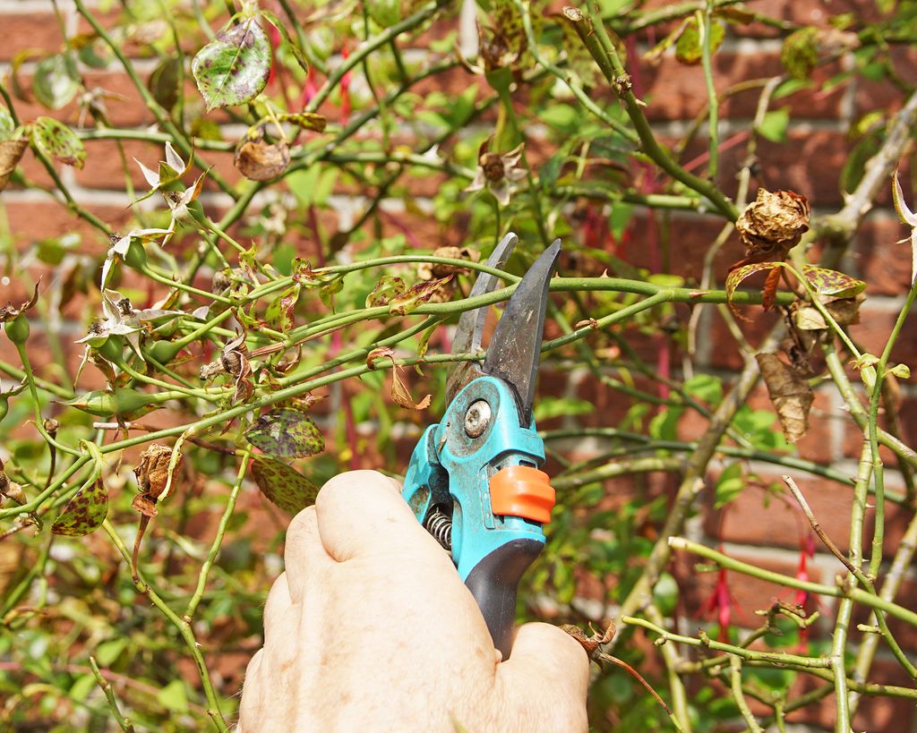 How To Prune Roses In Summer – And Why Timing Is Everything | Gardening ...