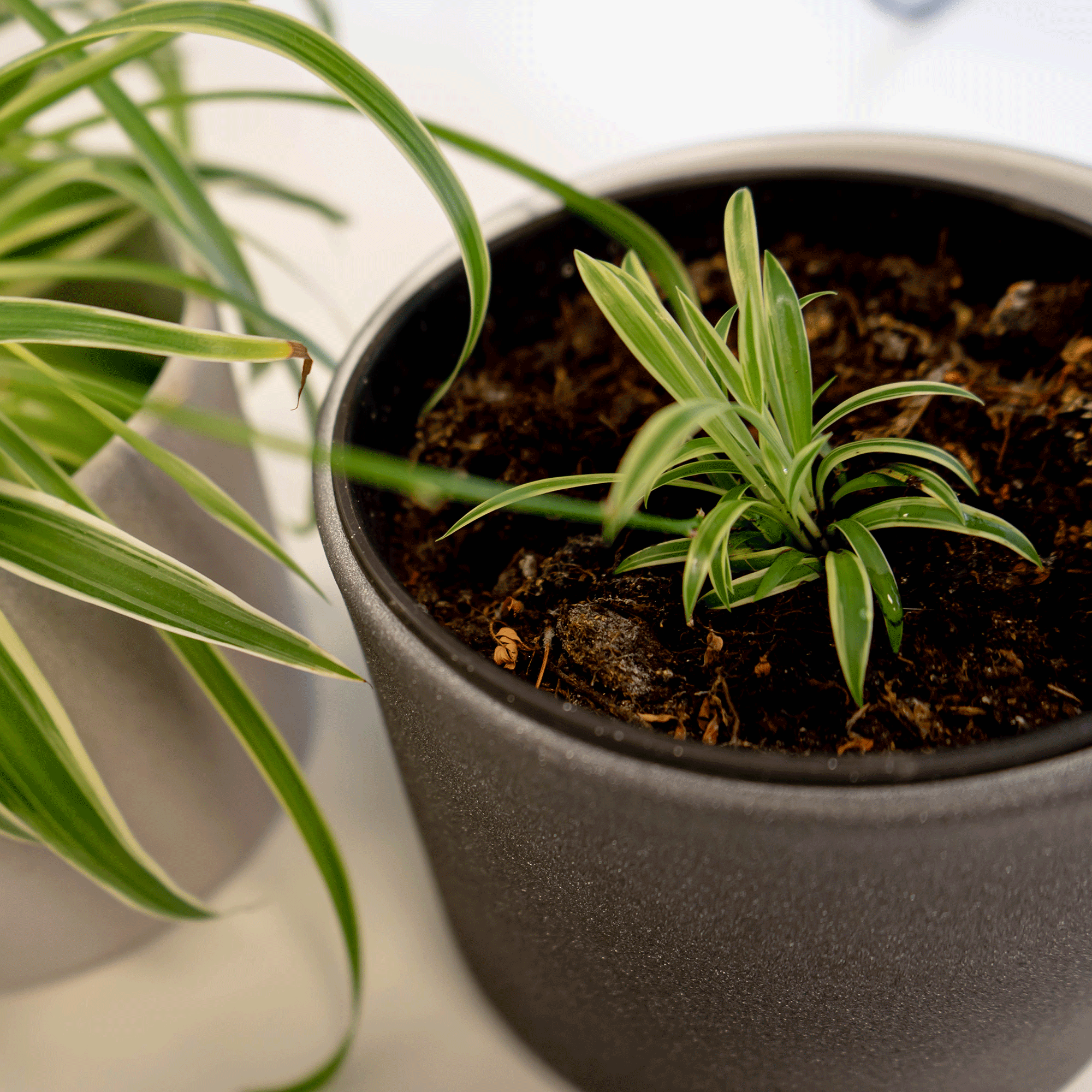 How to grow spider plant babies - three ways to propagate | Ideal Home