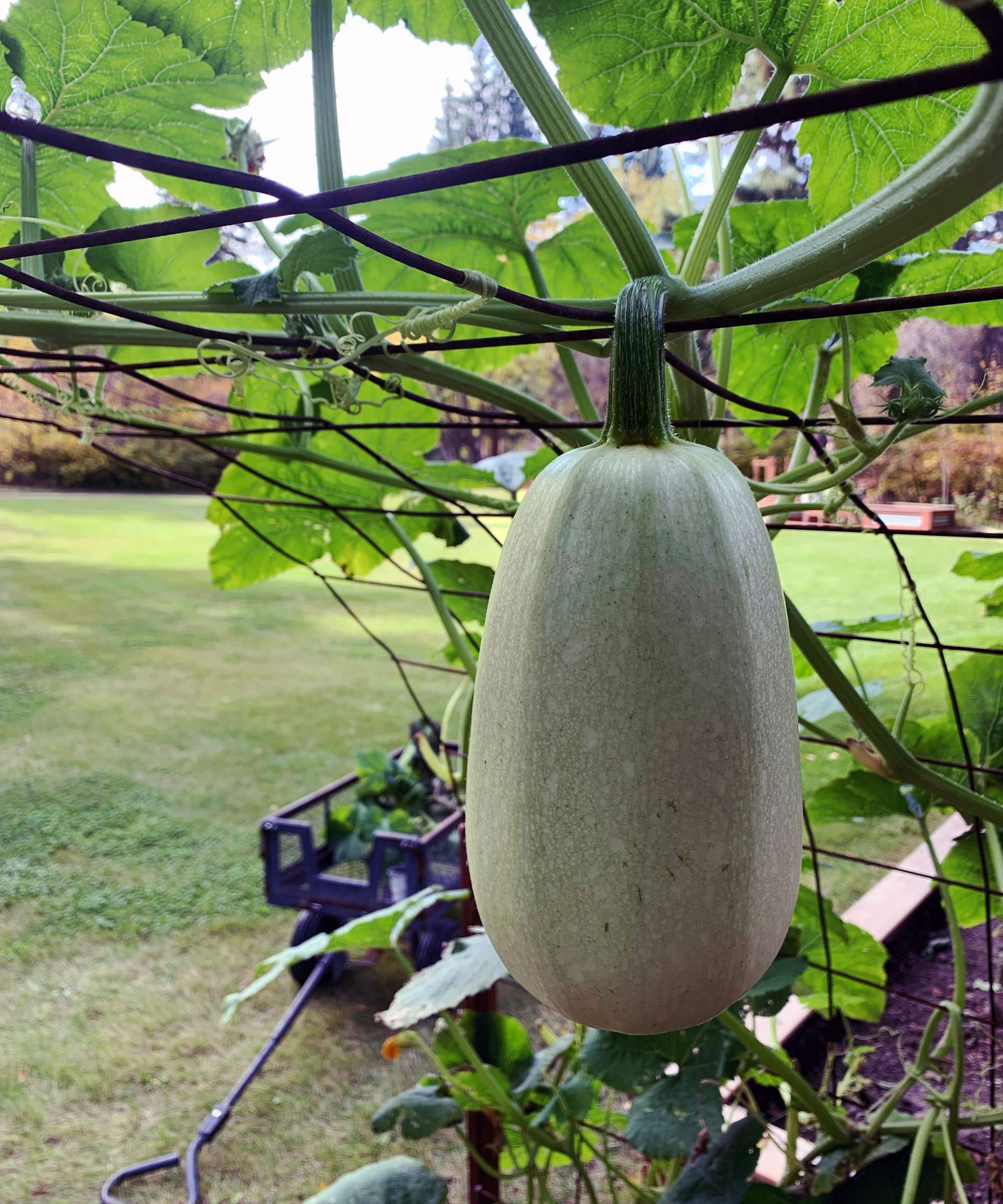 How to grow squash vertically in your vegetable garden | Homes and Gardens