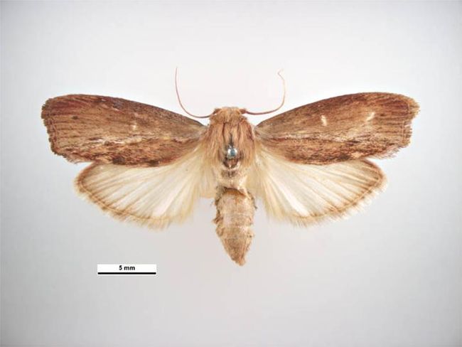 Moth with Ultrasonic Hearing Discovered | Live Science