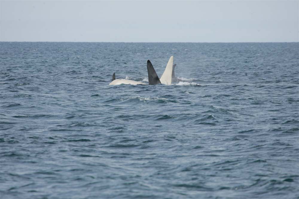 Image Gallery: Russia's Beautiful Killer Whales | Live Science