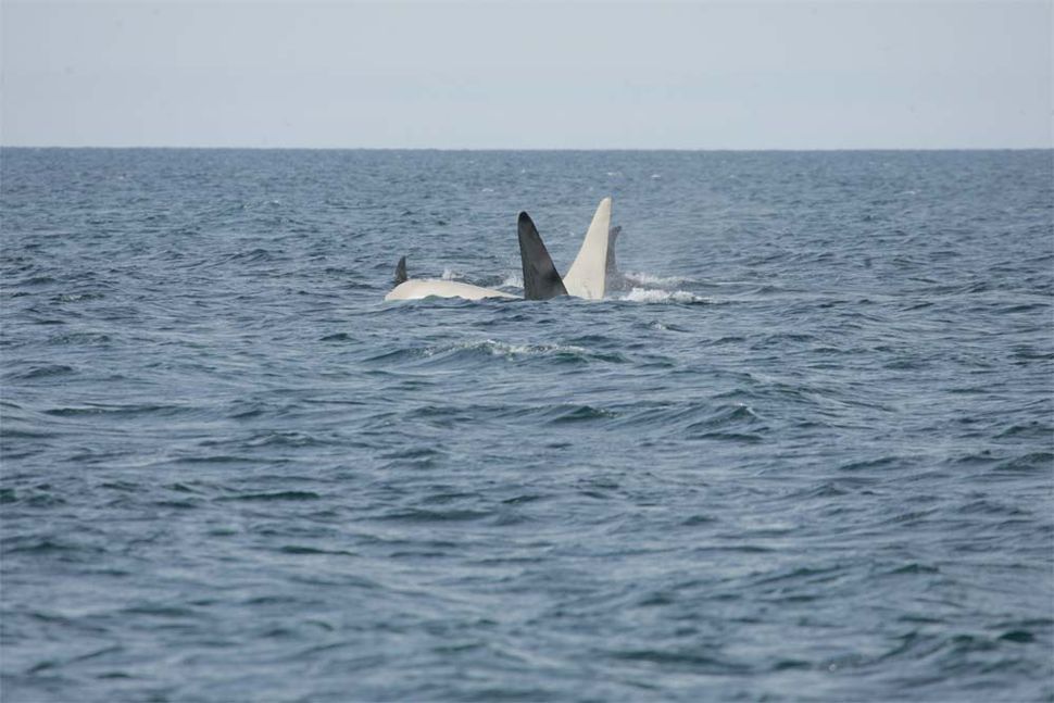 Image Gallery: Russia's Beautiful Killer Whales | Live Science