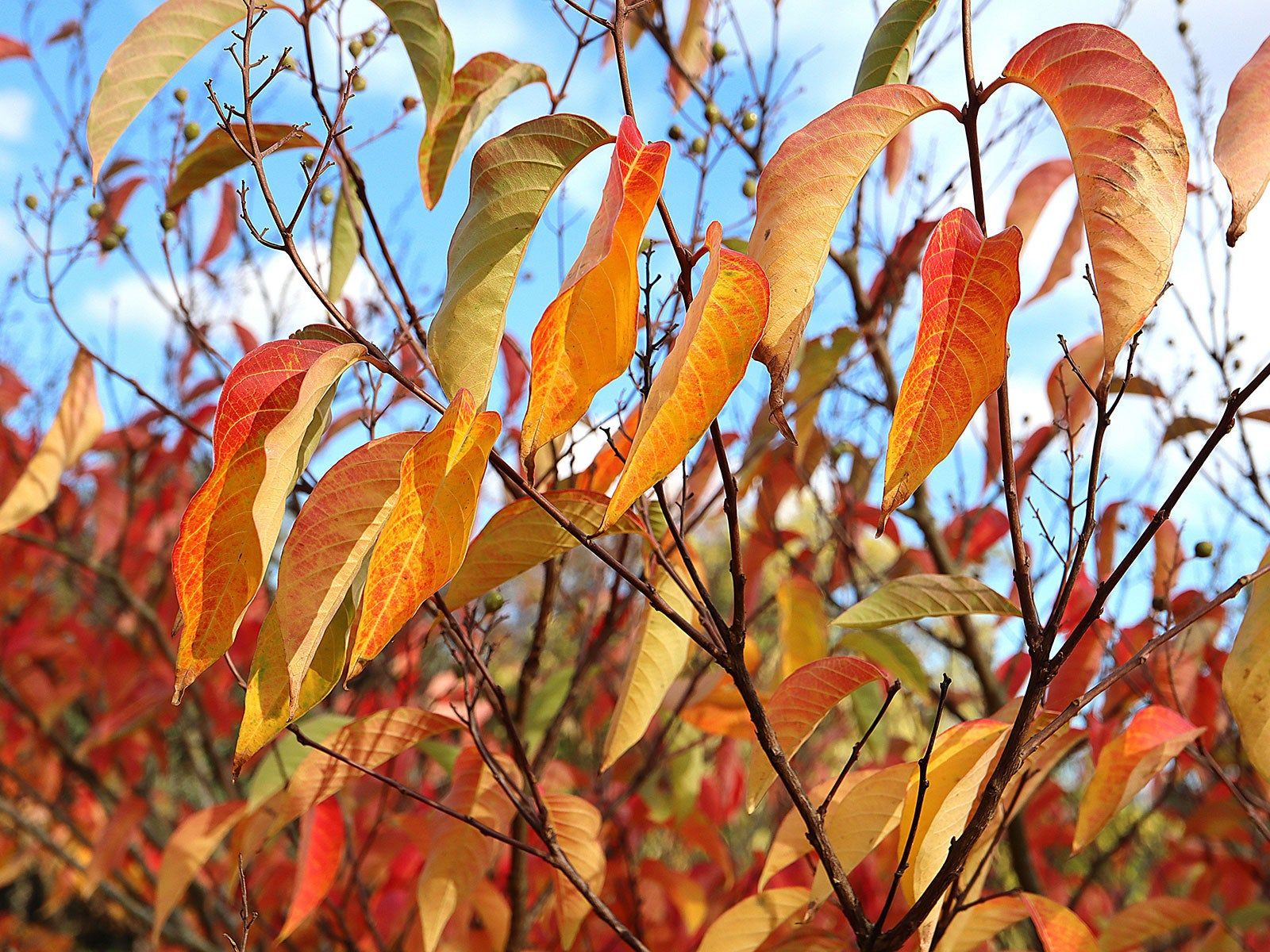 How To Grow A Japanese Crepe Myrtle (Lagerstroemia Fauriei) | Gardening ...