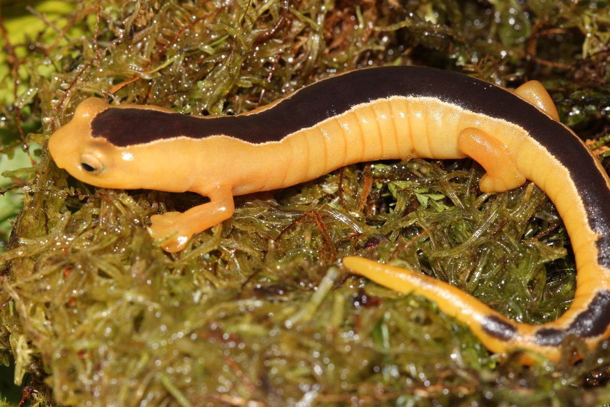 In Photos: Lost Salamanders Discovered | Live Science