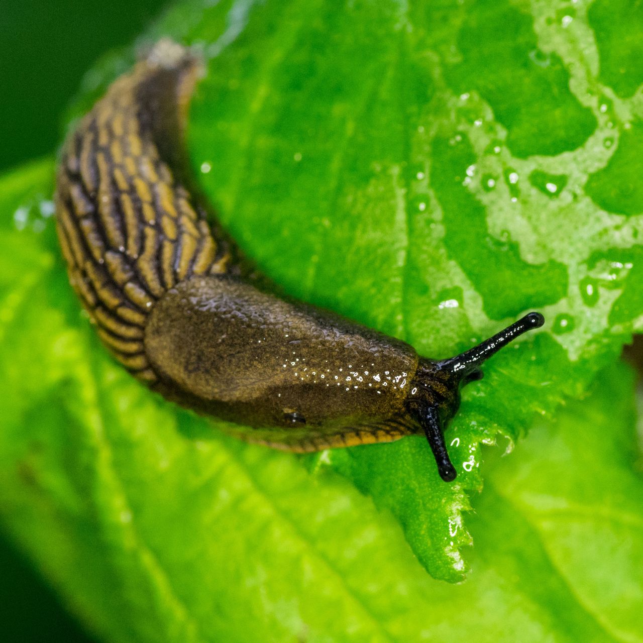 I tried the viral tea towel slug control hack | Ideal Home