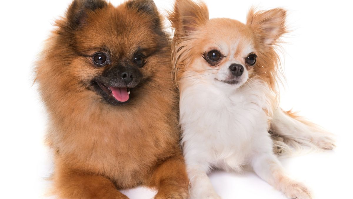 Chihuahua vs. Pomeranian: Which tiny dog is best for you? | PetsRadar